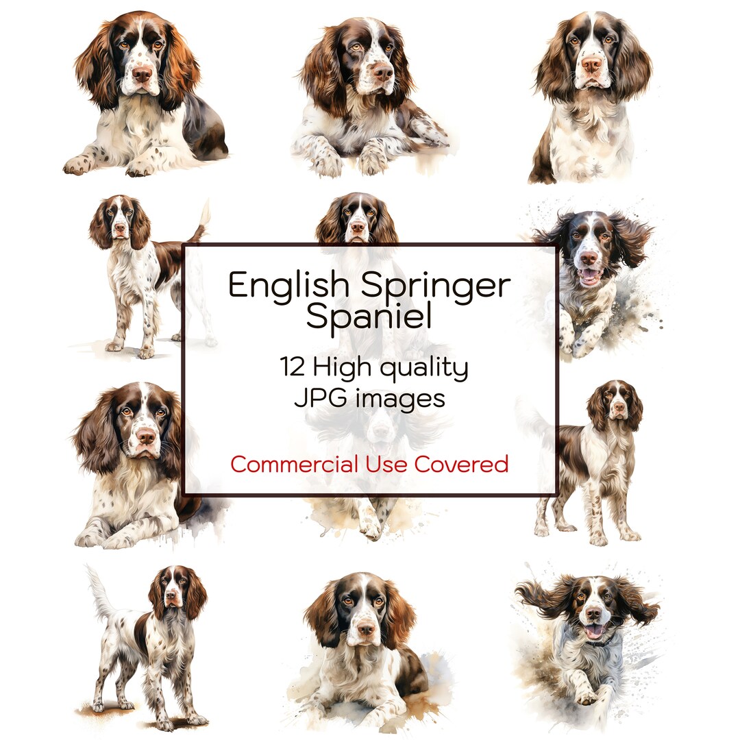 English Springer Spaniel Assorted Watercolor Clipart, 12 High Quality ...