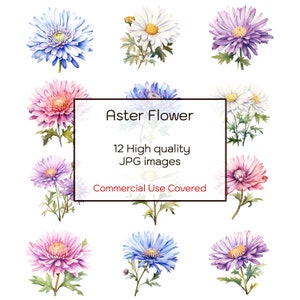 Aster Flower Watercolor Clipart, 12 High Quality Jpgs, Wall Art, Floral ...