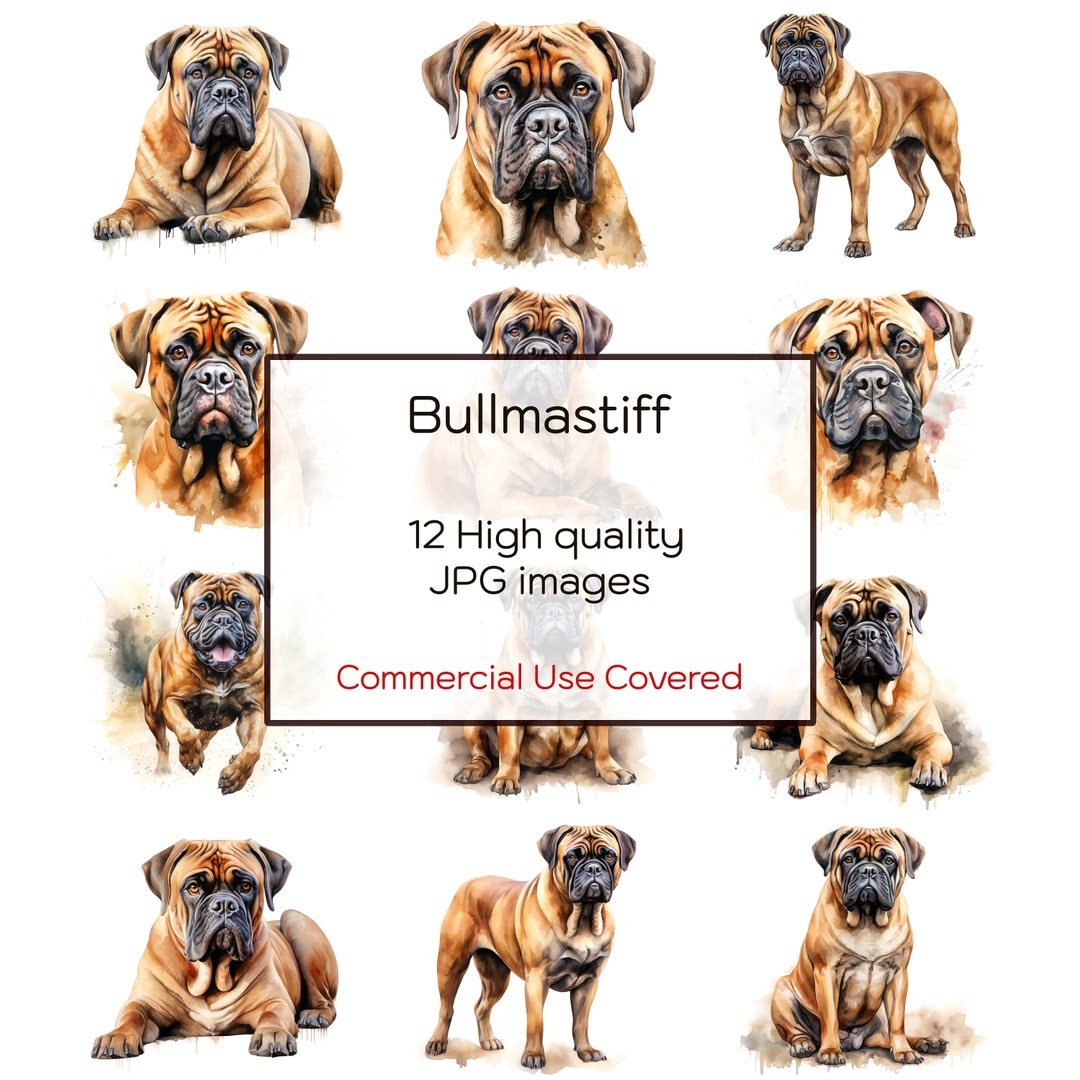 Bullmastiff Assorted Watercolor Clipart, 12 High Quality Jpgs, Wall Art ...