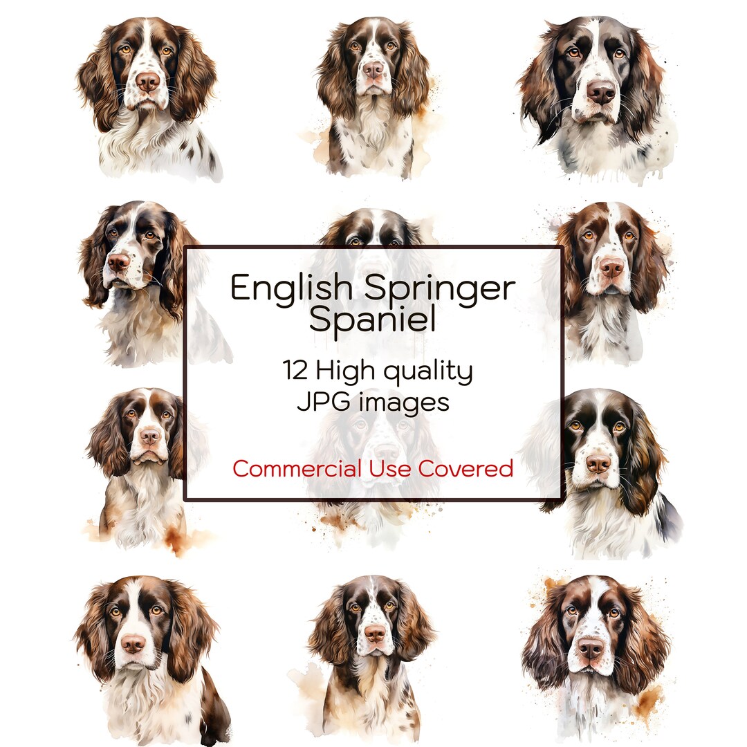 English Springer Spaniel Portrait Watercolor Clipart, 12 High Quality ...