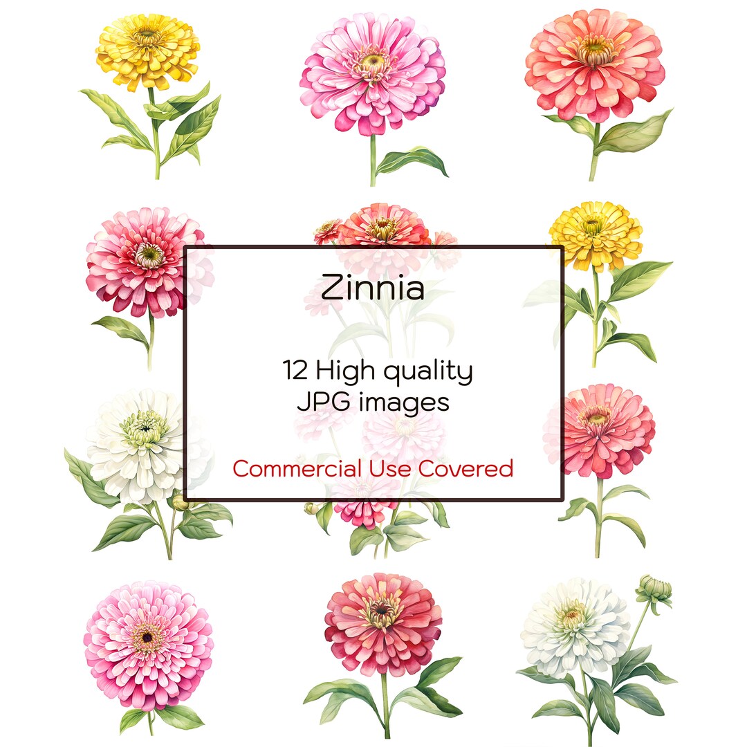 Zinnia Flower Watercolor Clipart, 12 High Quality Jpgs, Wall Art ...