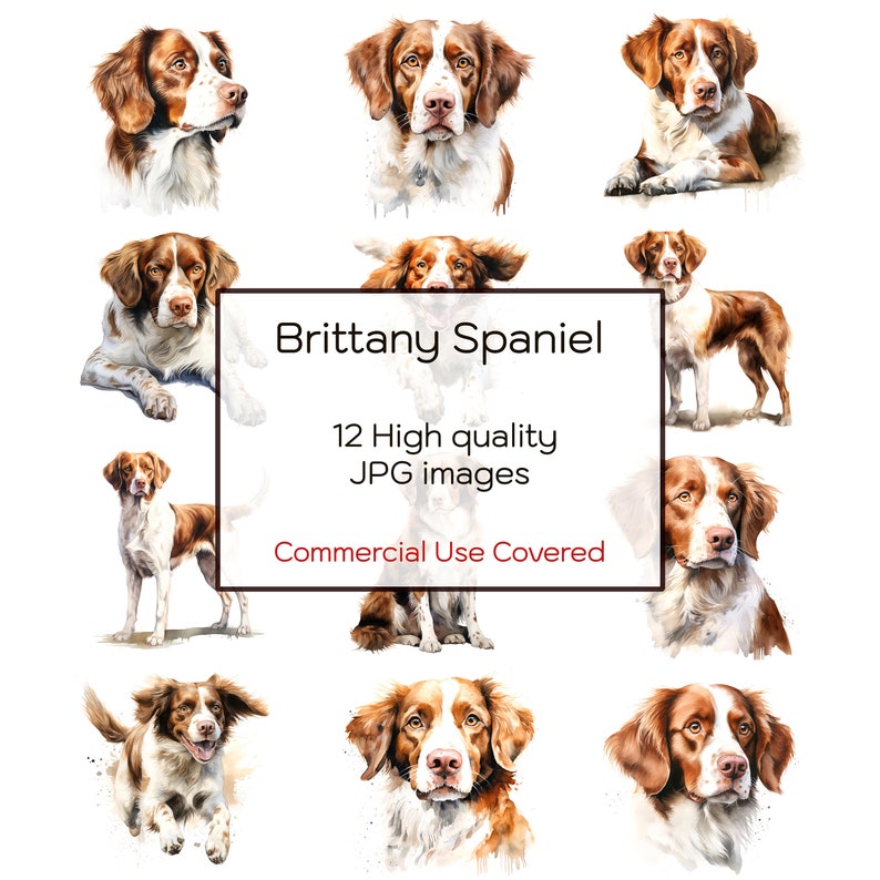 Brittany Spaniel Dog Watercolor Clipart, 12 High Quality Jpgs, Wall Art ...