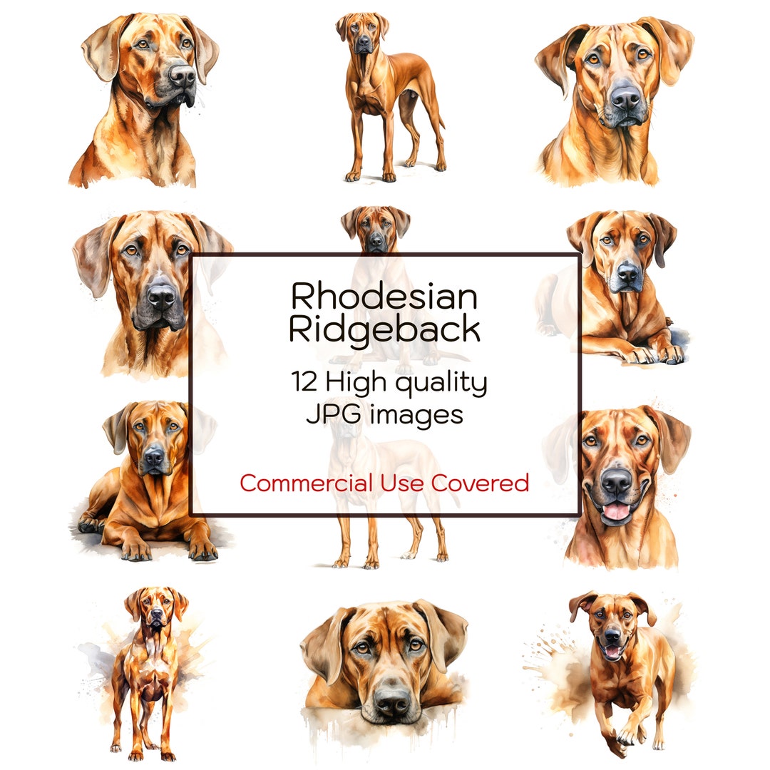 Rhodesian Ridgeback Assorted Watercolor Clipart, 12 High Quality Jpgs ...