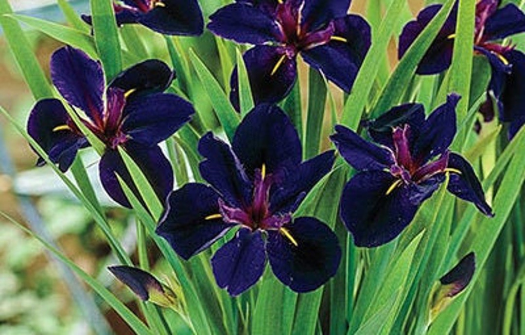 Midnight Bayou Iris New Crop - Etsy