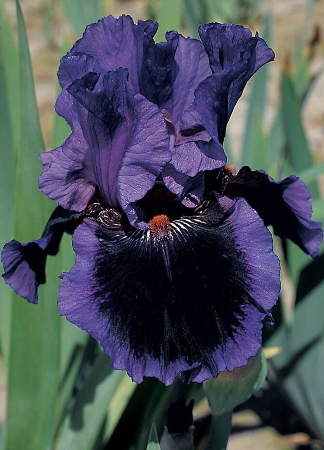 Dark Purple Bearded Iris Rhizomes bulbs - Etsy Canada