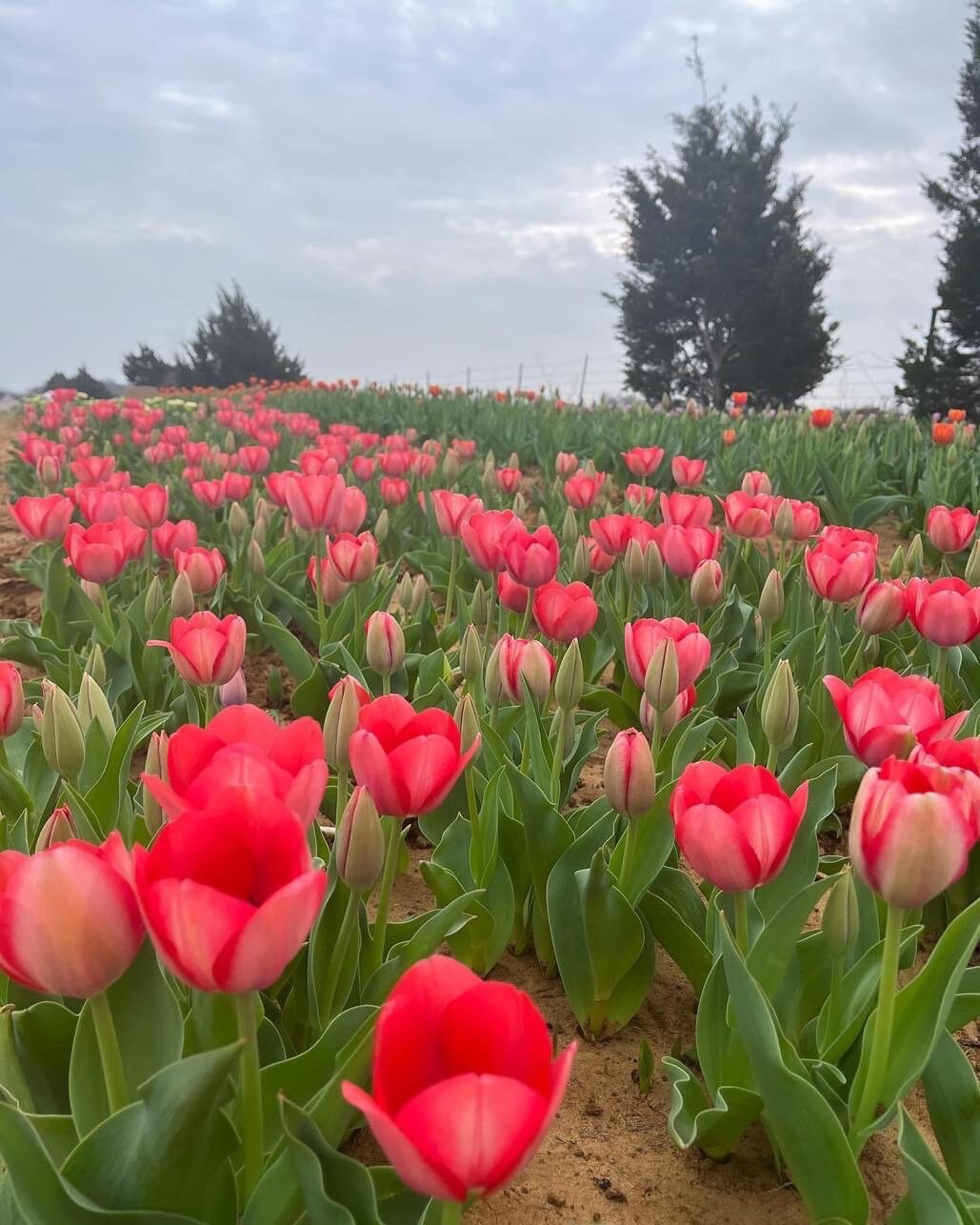 Blood Red Tulip Bulbs - Etsy Australia