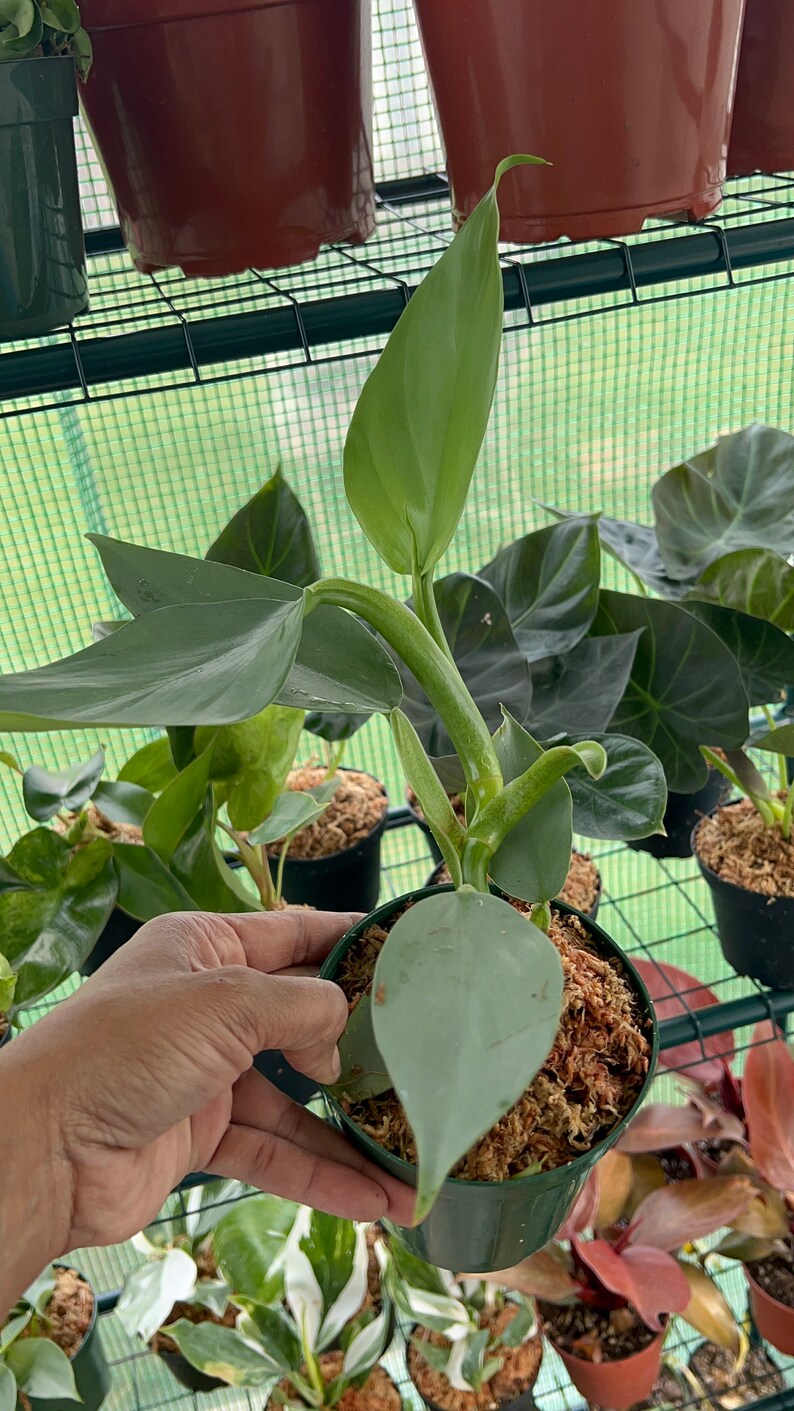 Philodendron Silver Sword - Etsy