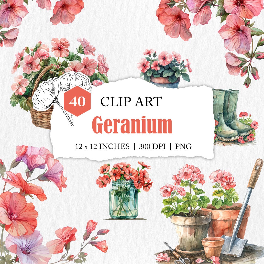 Red Geranium Clipart, Red Watercolour Geranium PNG Images, Commercial ...
