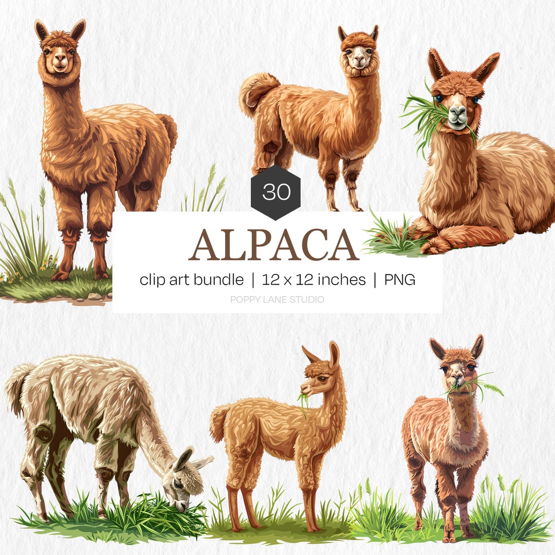 Alpaca Clip Art Bundle, Alpaca Graphic Elements, Alpaca PNG Images ...