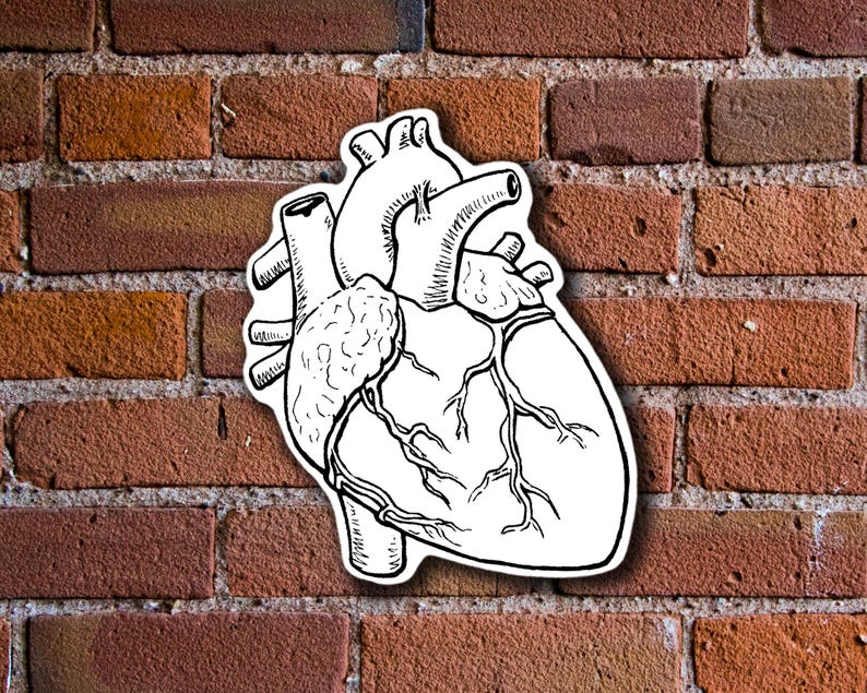 Anatomical Heart Vinyl Sticker | Vinal Decals for Laptop, Cars, Water ...