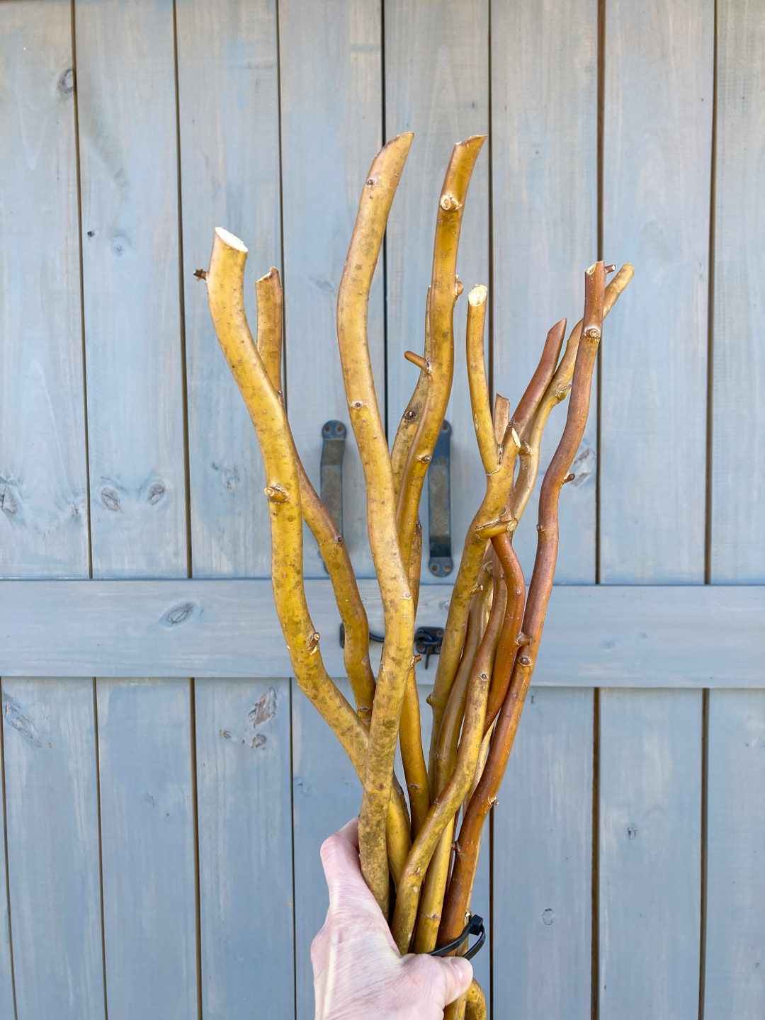 Curly Willow Stakes - Etsy