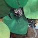 Maple Lily Pad Coffee Table - Etsy