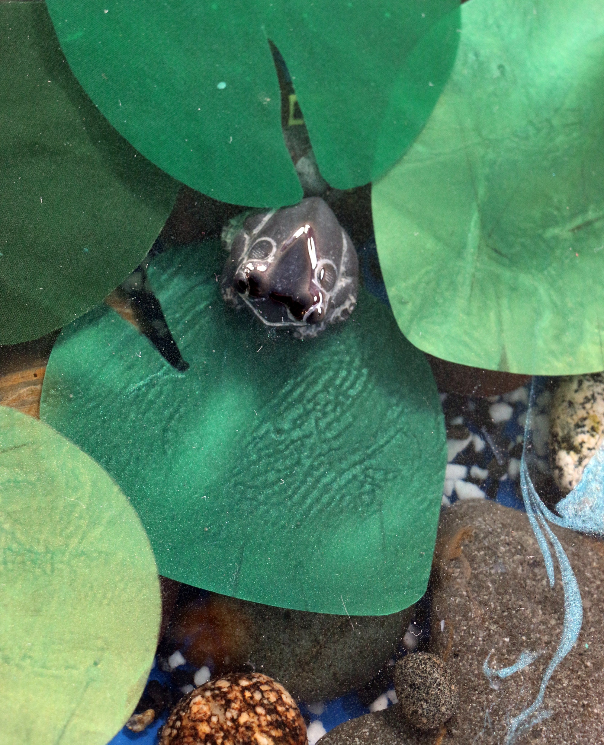Maple Lily Pad Coffee Table - Etsy