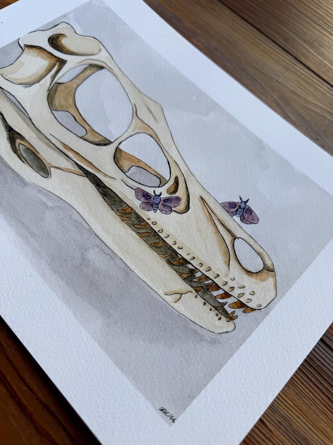 Raptor Skull Fossil With Moths Fine Art Print - Etsy