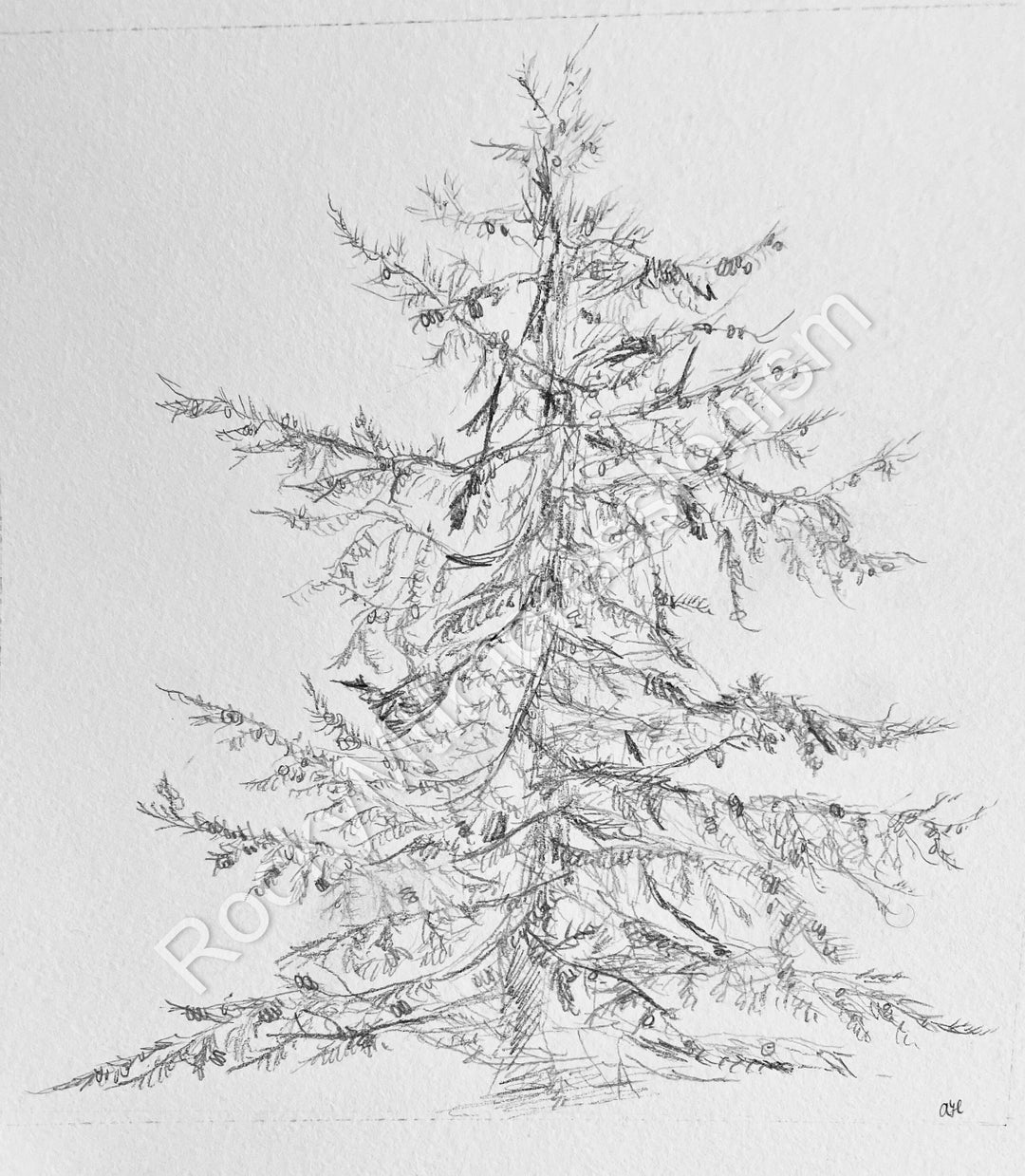 Original Douglas Fir Tree Pencil Sketch - Detailed Graphite Drawing of ...