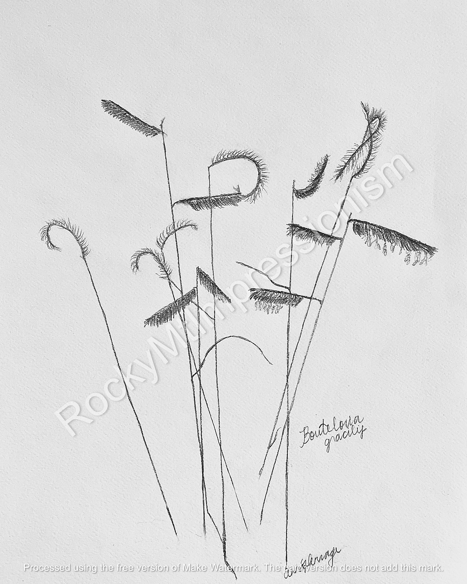 Blue Grama Bliss - Botanical Drawing of Colorado State Grass, Bouteloua ...