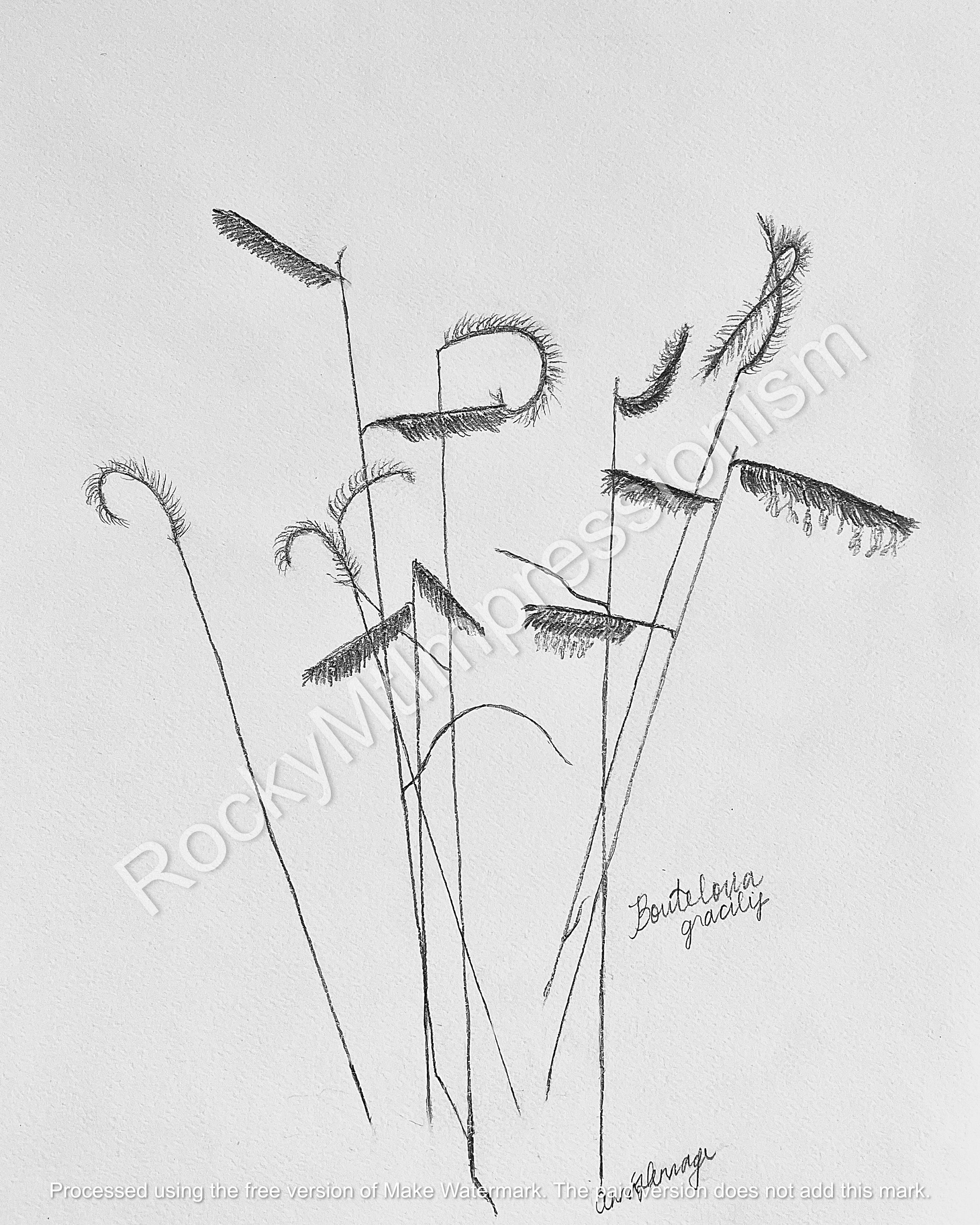 Blue Grama Bliss - Botanical Drawing of Colorado State Grass, Bouteloua ...