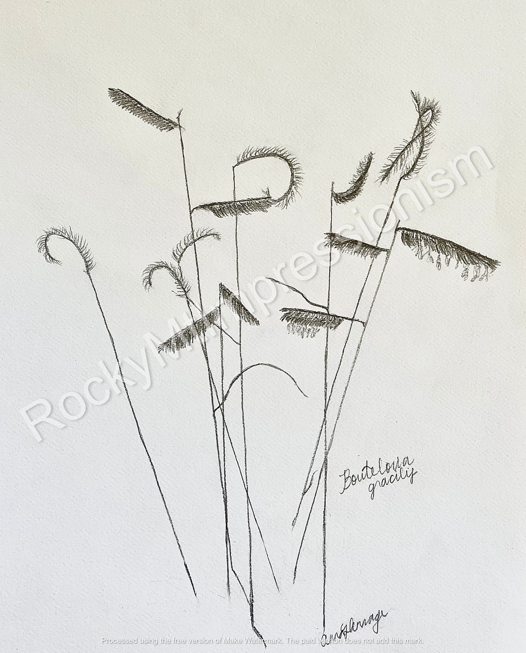 Blue Grama Bliss Botanical Drawing of Colorado State Grass, Bouteloua ...