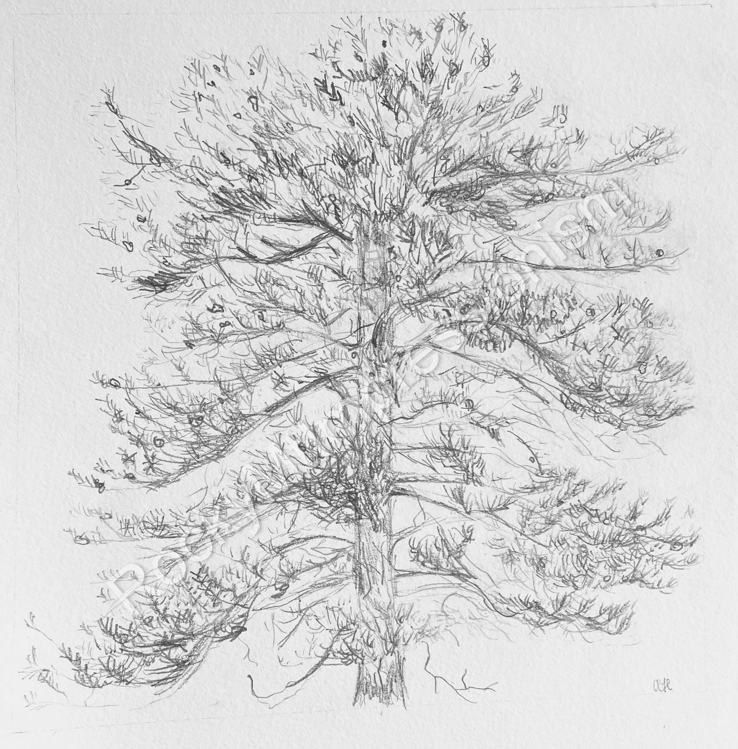 Ponderosa Pine Tree Sketch - Hand-drawn Graphite Art - Botanical ...