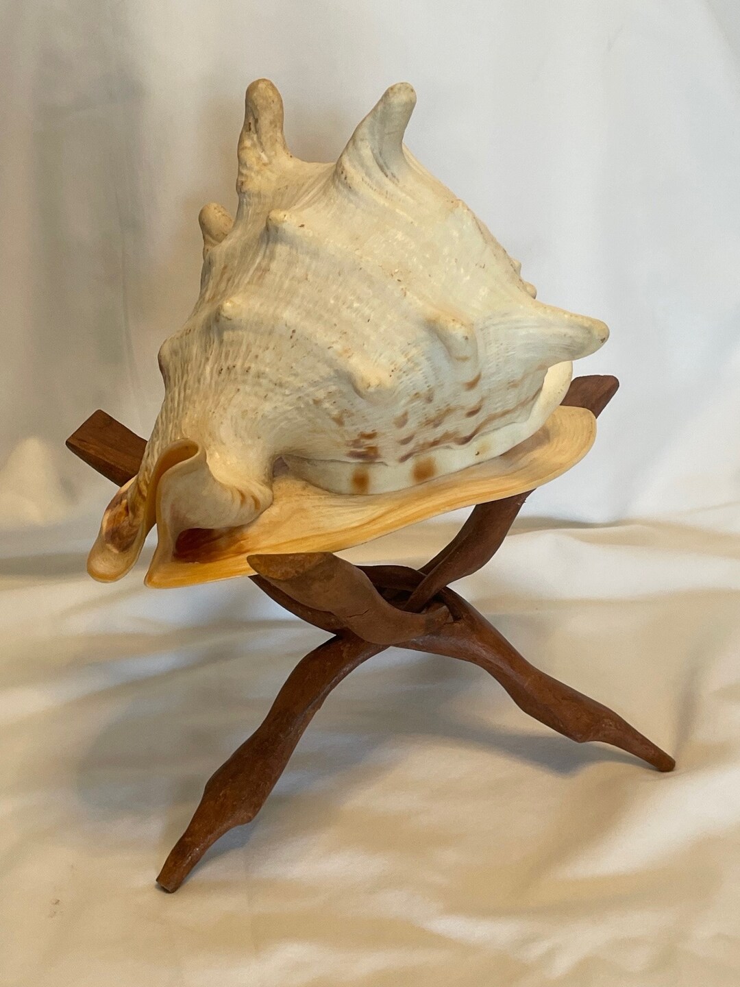 Vintage Large Queen Conch Shell W/ Wooden Stand - Etsy