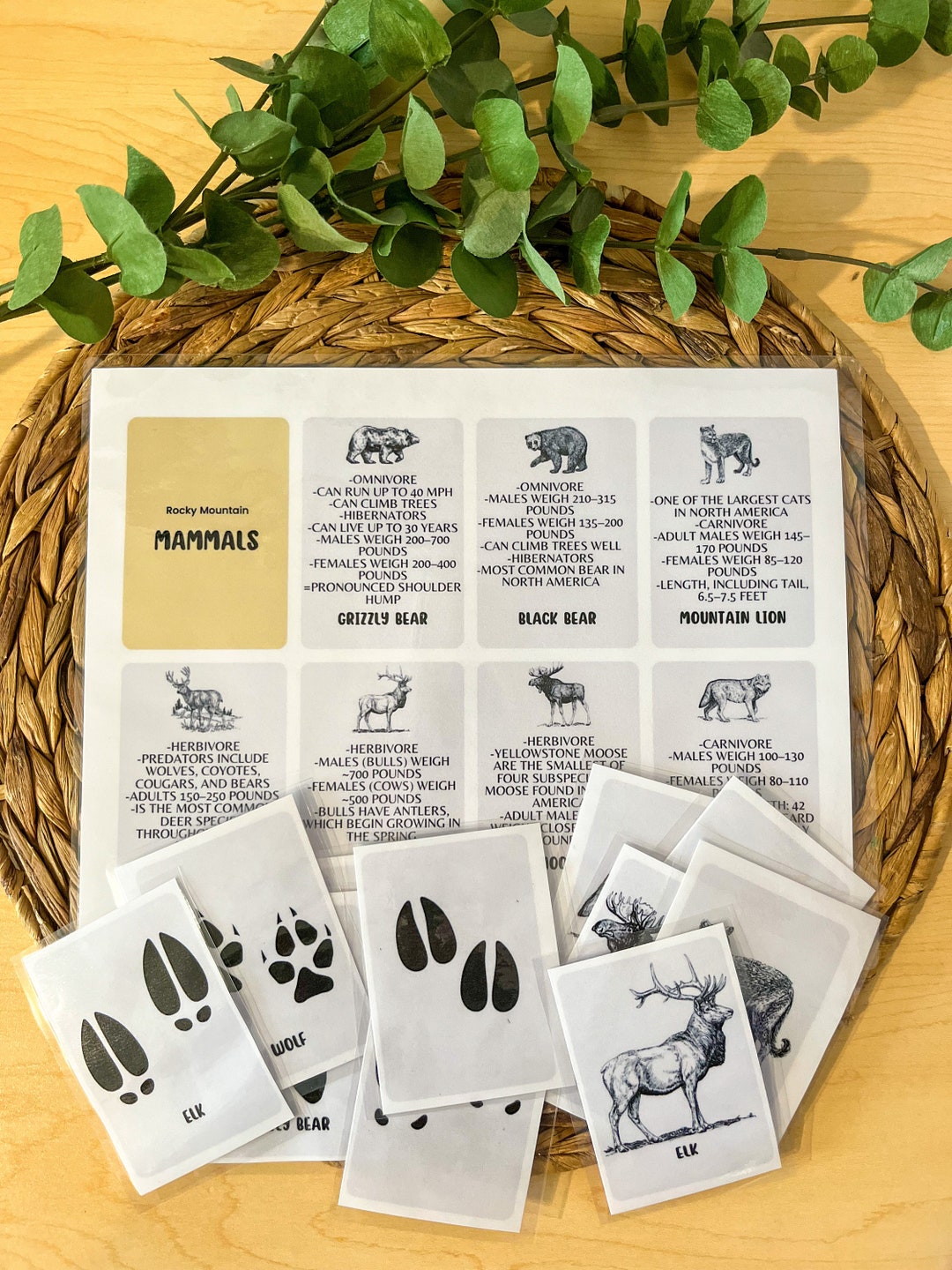 Rocky Mountain Mammals: Animal Tracks Identification Memory Match ...