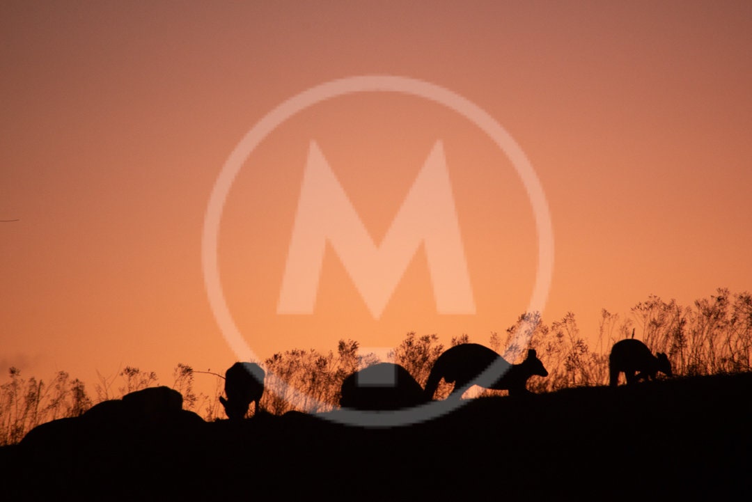 2024 Australian Wildlife Calendar - Etsy