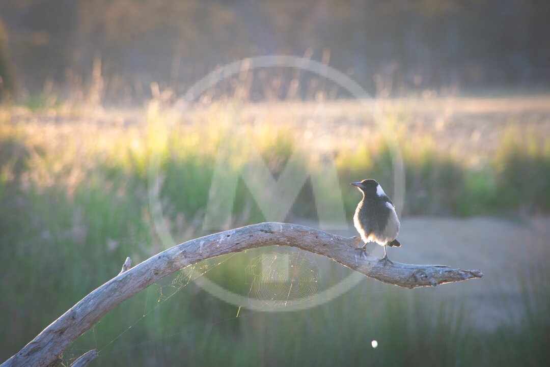 2024 Australian Wildlife Calendar - Etsy