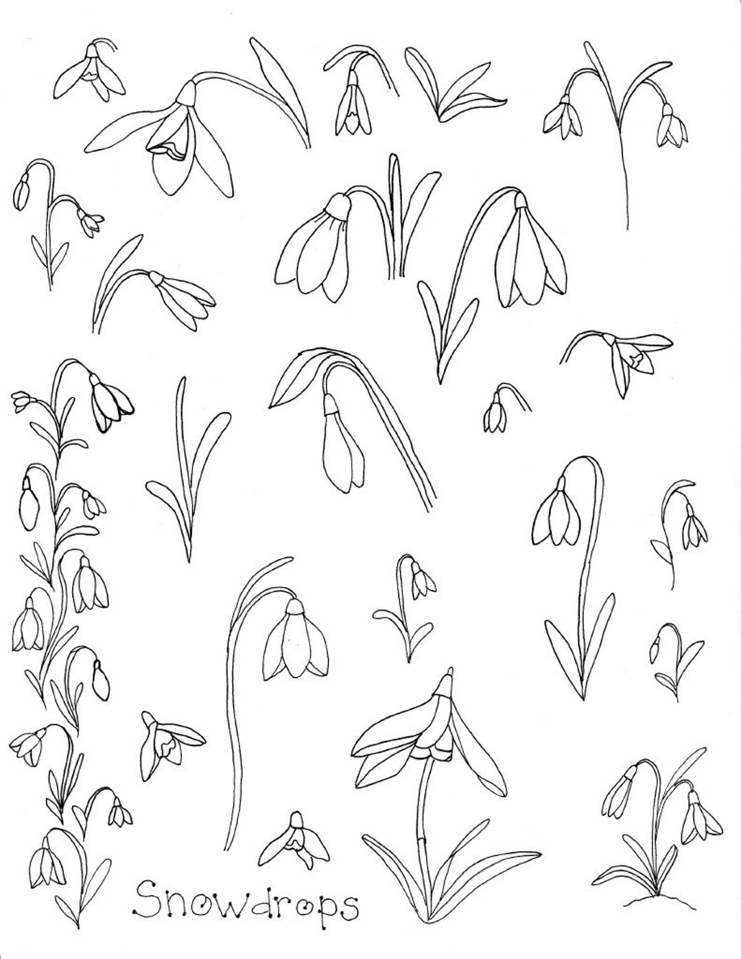 Snowdrop Flower Outlines: Printable Line Art Template (PDF Download) - Etsy