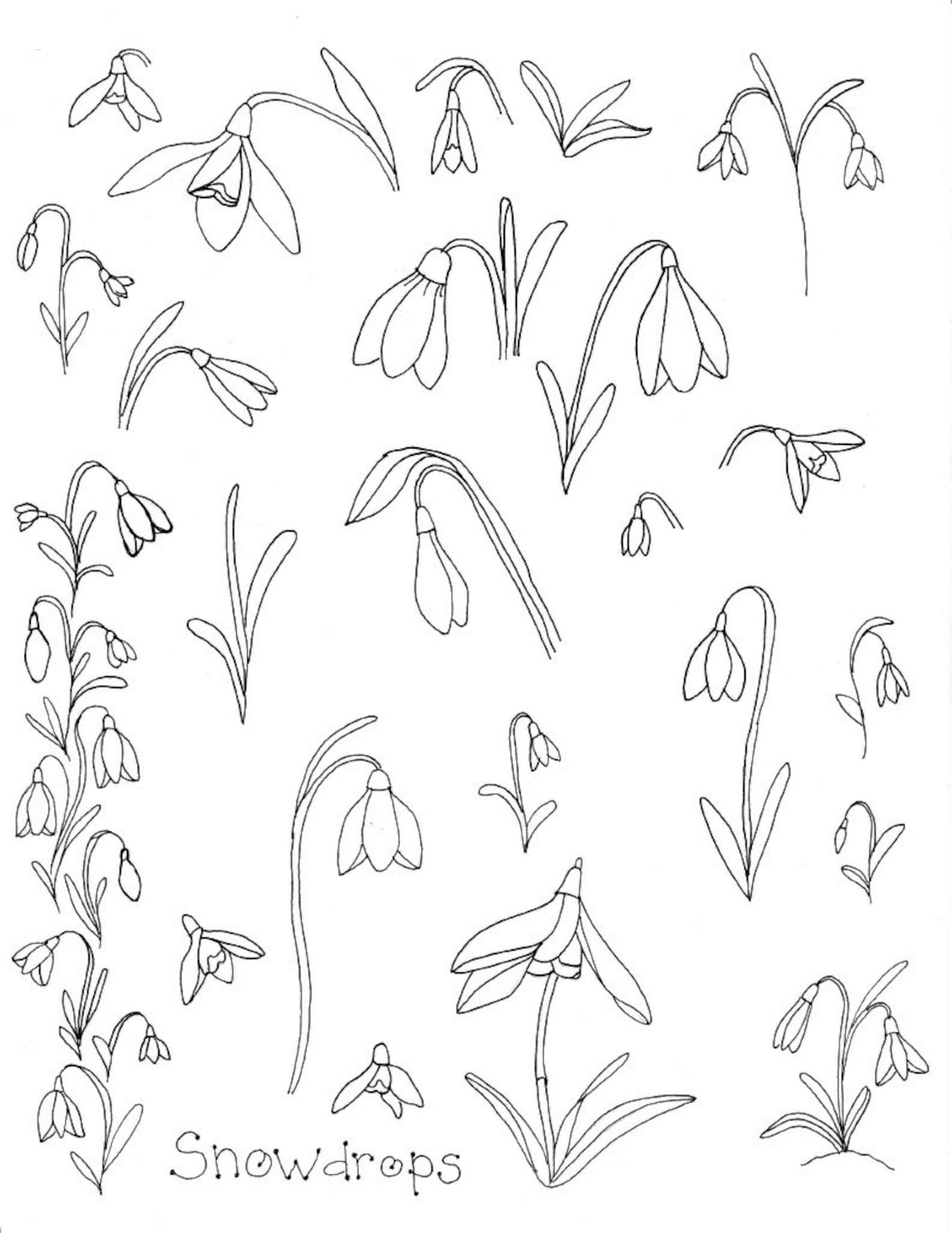 Snowdrop Flower Outlines: Printable Line Art Template (PDF Download) - Etsy