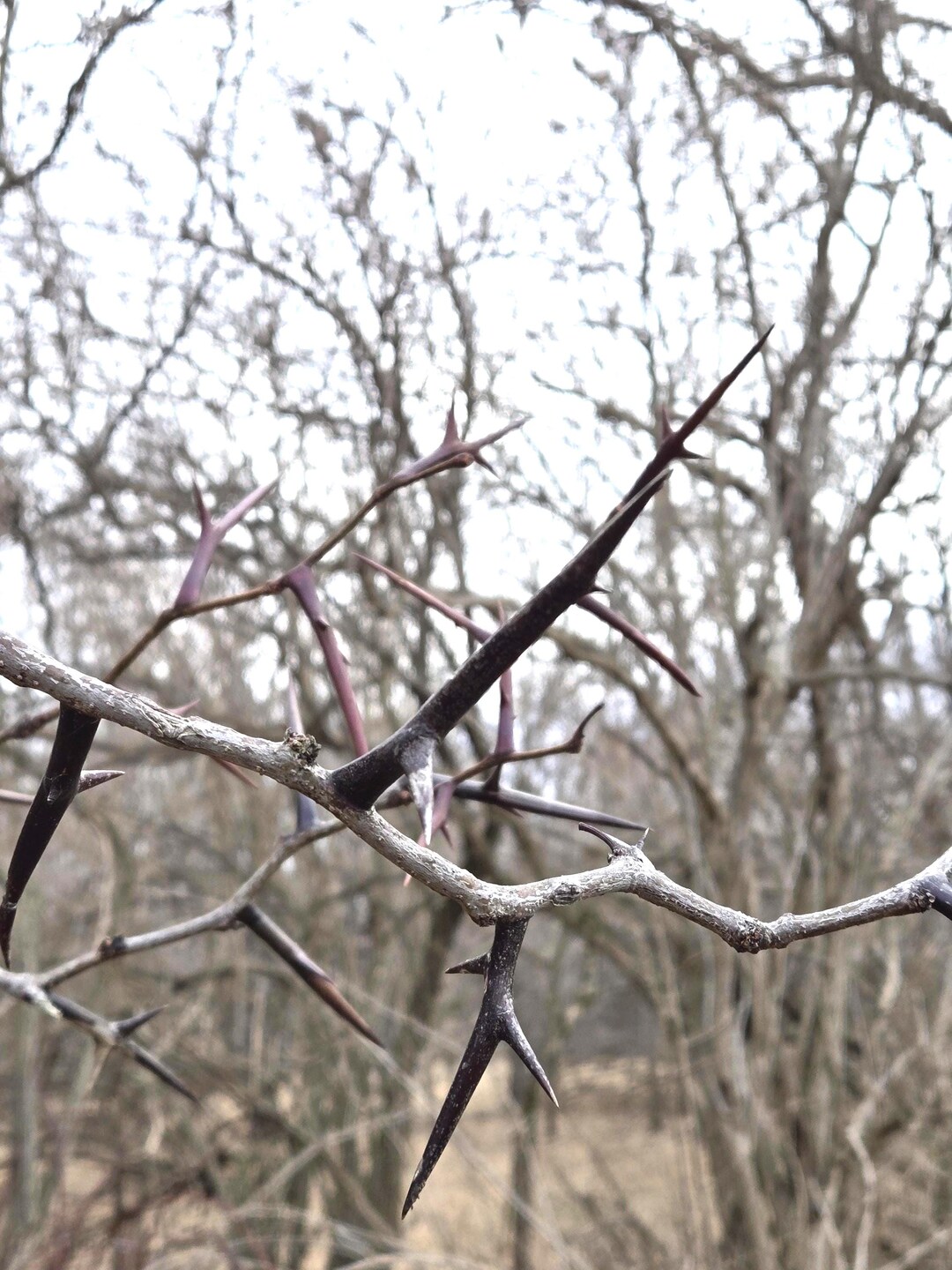 Honey Locust Thorns (lot of 30): Natural Spring Decor, DIY Crafts - Etsy