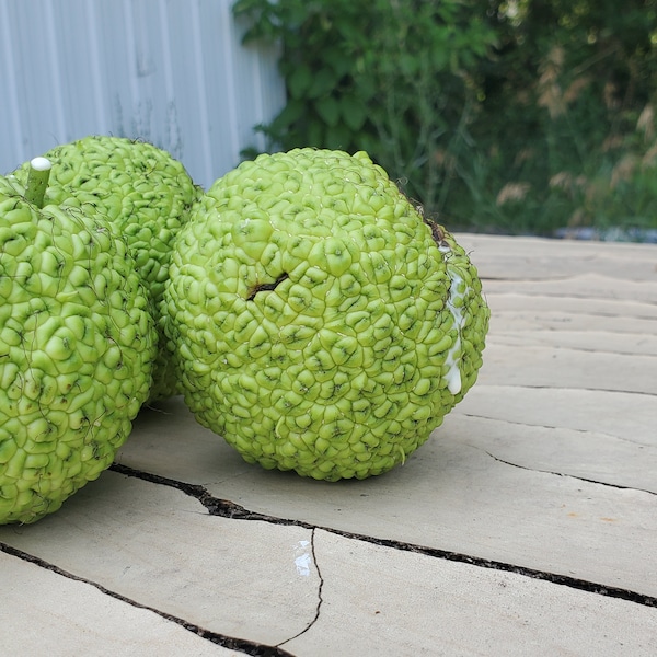 Osage Orange - Etsy