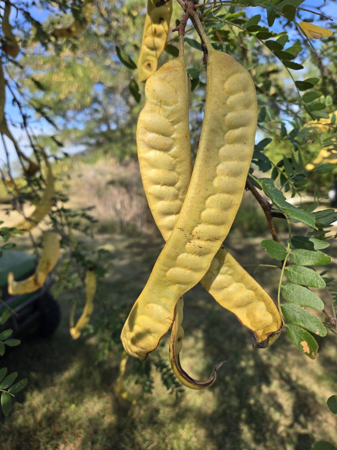 Honey Locust Pods, Fall Decor, Seeds, Pods, Hand-harvested, Old-growth ...