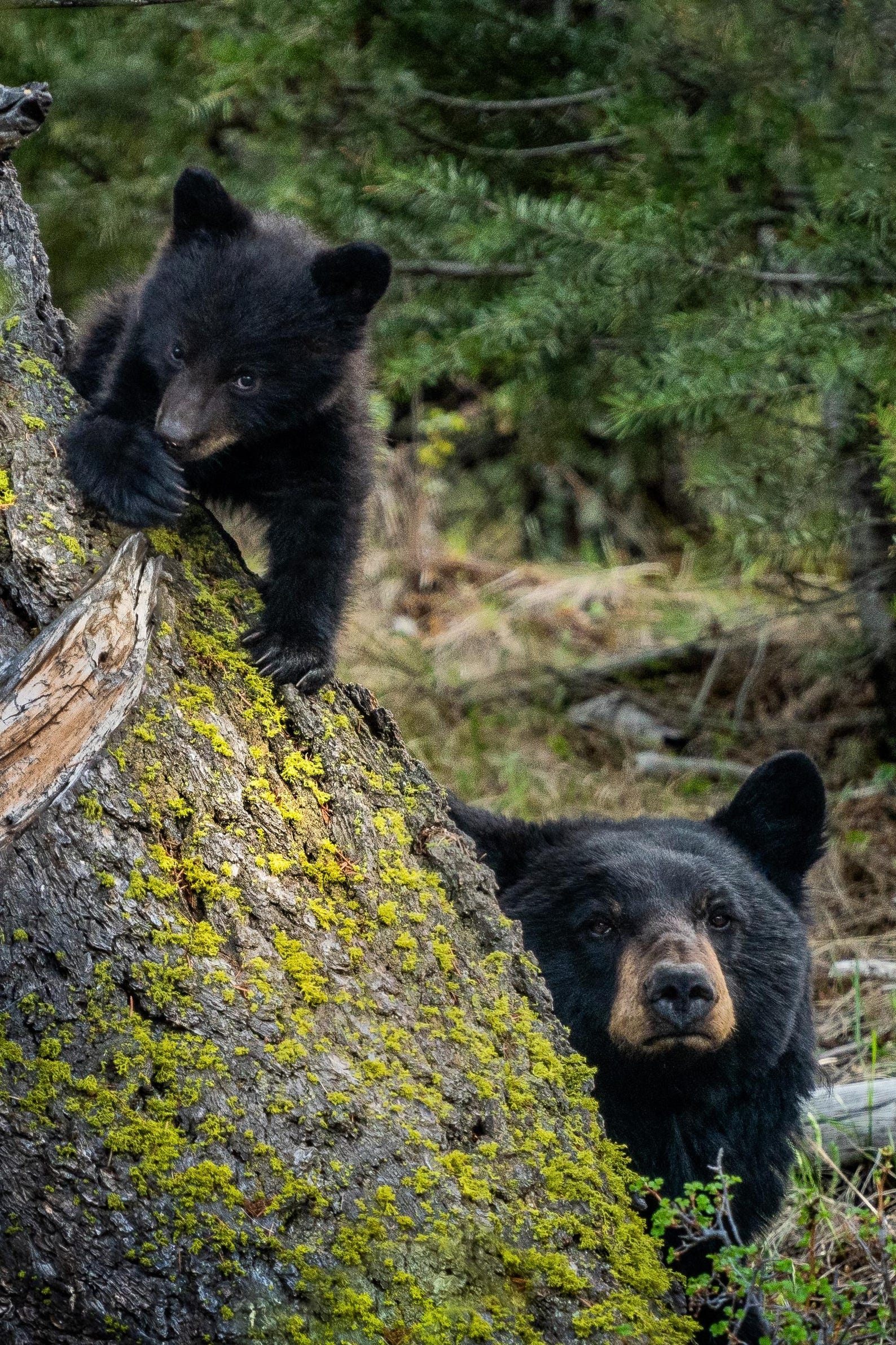 Mother Bear and Cub Wall Art – Wildlife Photography Print, Woodland ...