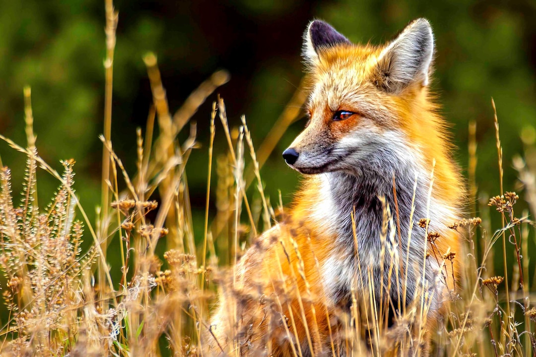Red-tailed Fox in Meadow Photograph – Rustic Wildlife Fine Art Print ...
