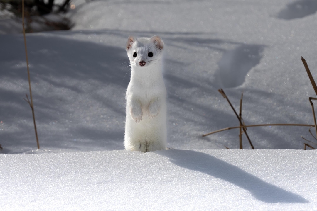 Ermine in Winter, Weasel Photograph Print, 3 Piece Framed Canvas Wall ...