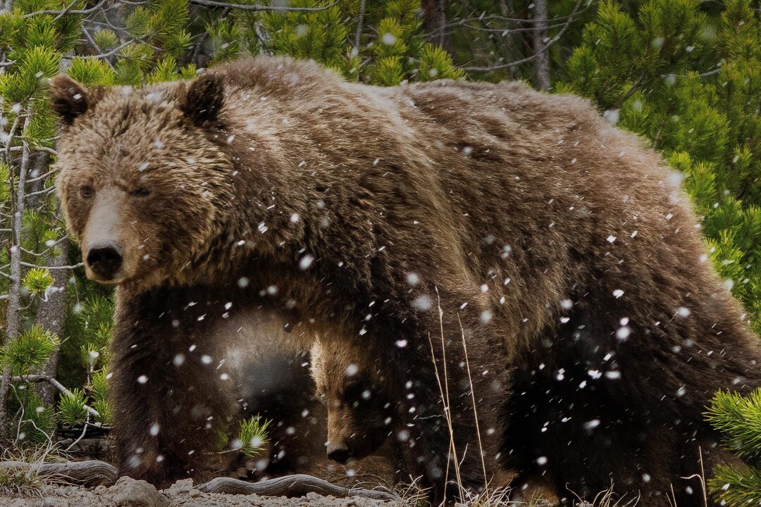 Grizzly Bear With Cubs, 3 Panel Canvas Split, Bear, Canvas Art ...