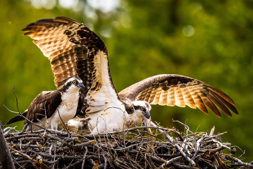 Osprey Nest Photography Print – Bird Wall Art Fine Art Nature Décor ...