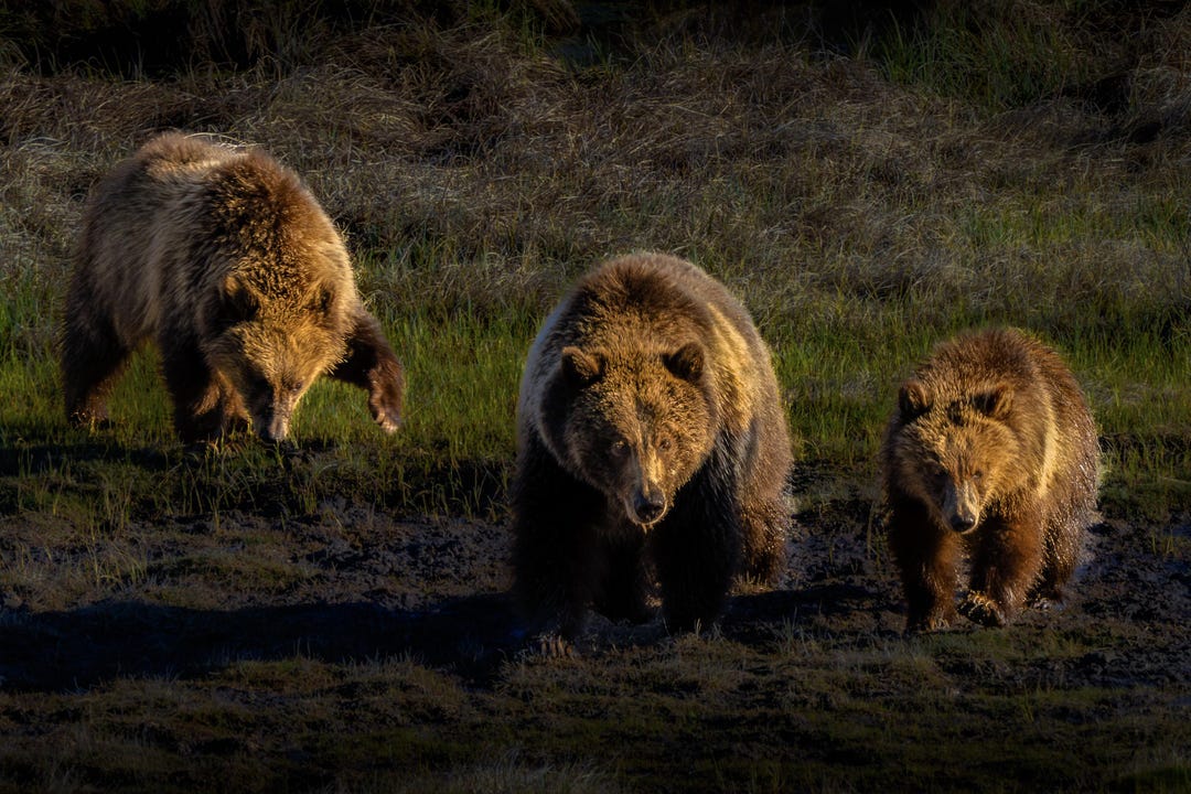 On the Move. Grizzly Family at Dusk, 3 Panel Canvas Split, Running ...