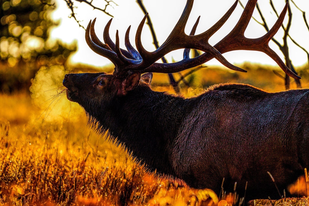 Bugling Elk Photography Print – Autumn Wildlife Fine Art Rustic Western ...