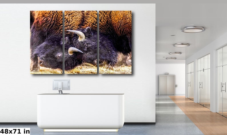 Bull Bison Fighting, Bison Photograph Print, 3 Piece Framed Canvas Wall ...