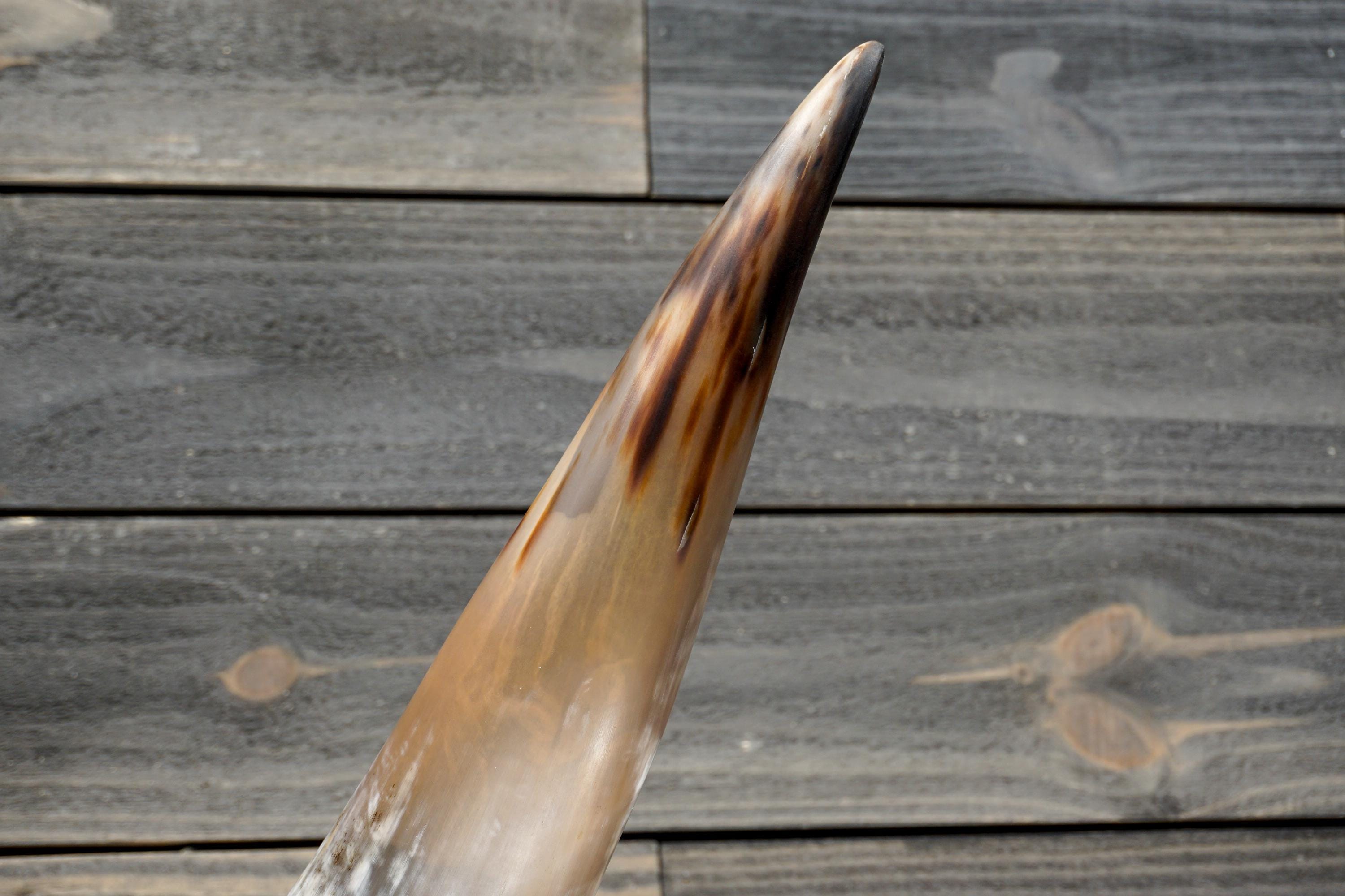 Authentic Longhorn Wall Mount 4' 0" - Polished Steer Horns - Mounted ...