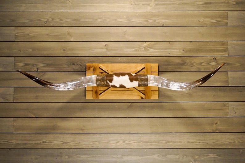 Longhorn Wall Mount 5' 2" Polished Authentic Steer Horns Bull Horns ...