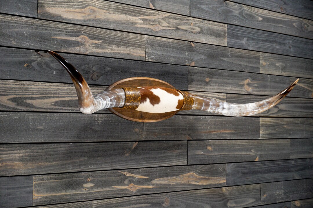 Longhorn Wall Mount 4' 11" Polished Authentic Steer Horns Bull Horns ...