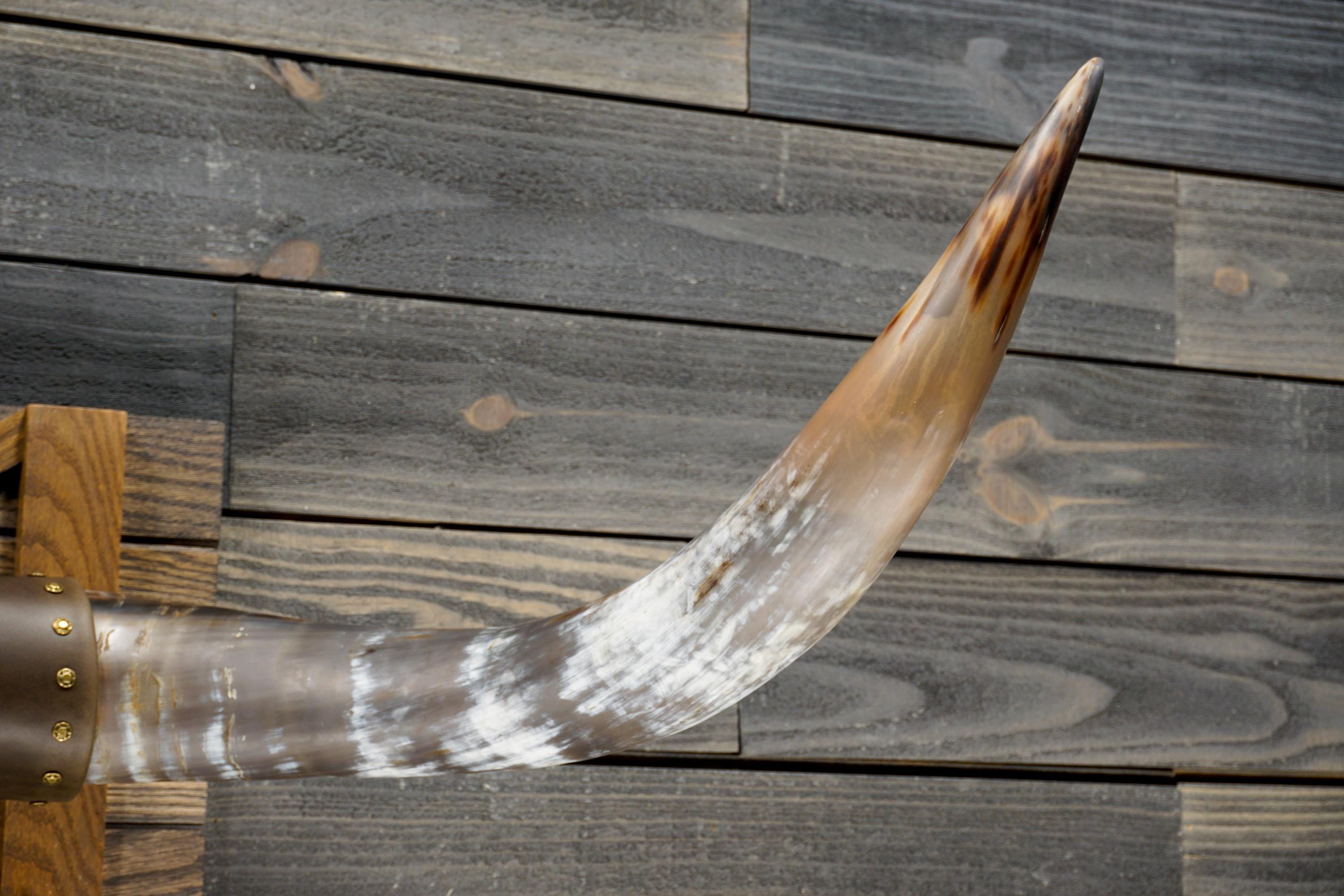 Authentic Longhorn Wall Mount 4' 0" - Polished Steer Horns - Mounted ...