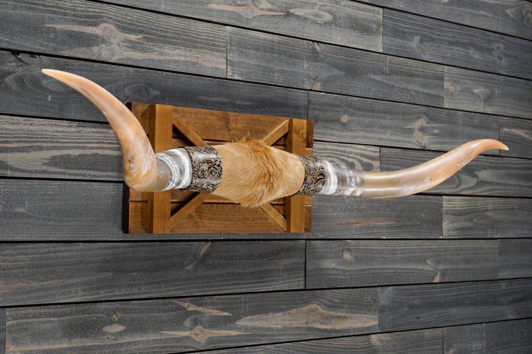 Longhorn Wall Mount 5' 1" Authentic Steer Horns Bull Horns Western ...