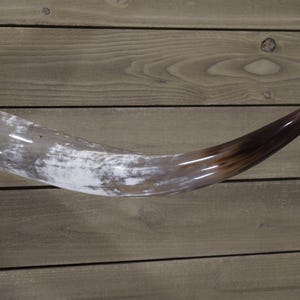 Longhorn Wall Mount 5' 2 Polished Authentic Steer Horns Bull Horns ...