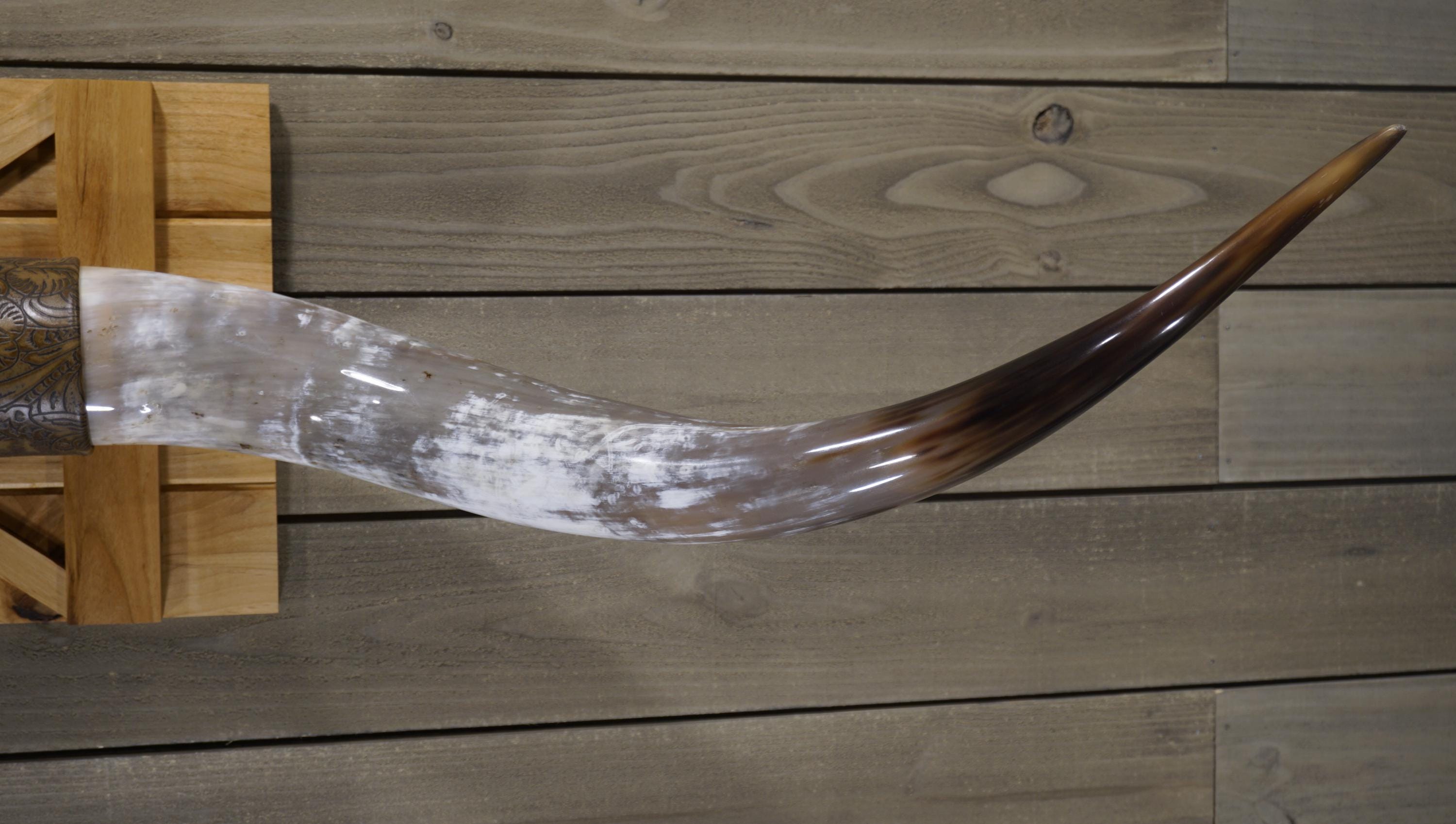 Longhorn Wall Mount 5' 2" Polished Authentic Steer Horns Bull Horns ...