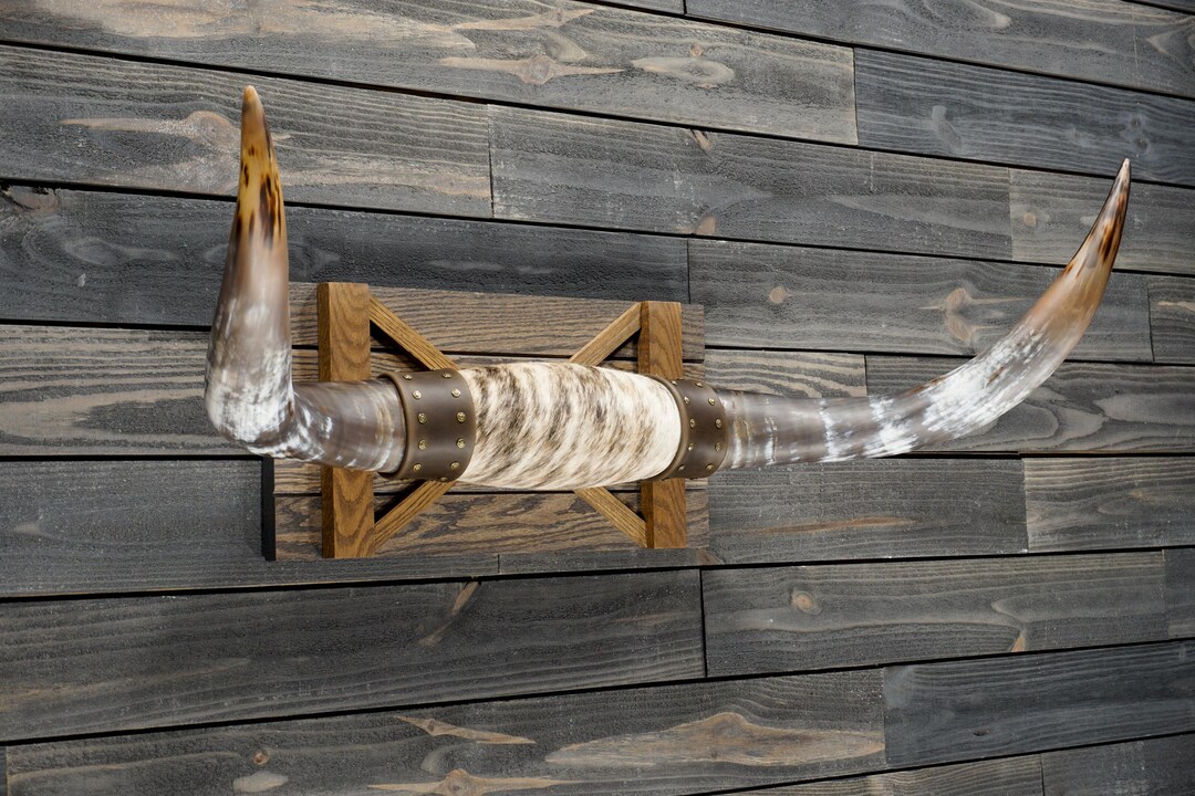 Authentic Longhorn Wall Mount 4' 0" - Polished Steer Horns - Mounted ...