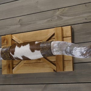 Longhorn Wall Mount 5' 2 Polished Authentic Steer Horns Bull Horns ...