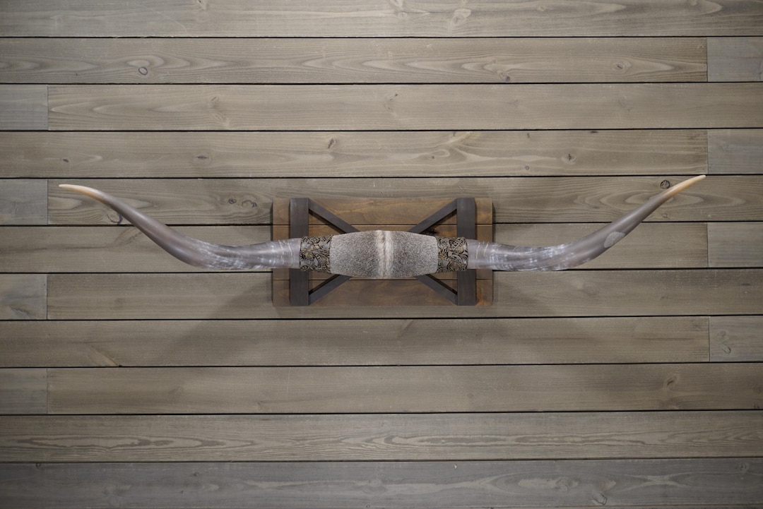 Authentic Longhorn Wall Mount 5' 5" Wide Polished Steer Horns Mounted ...